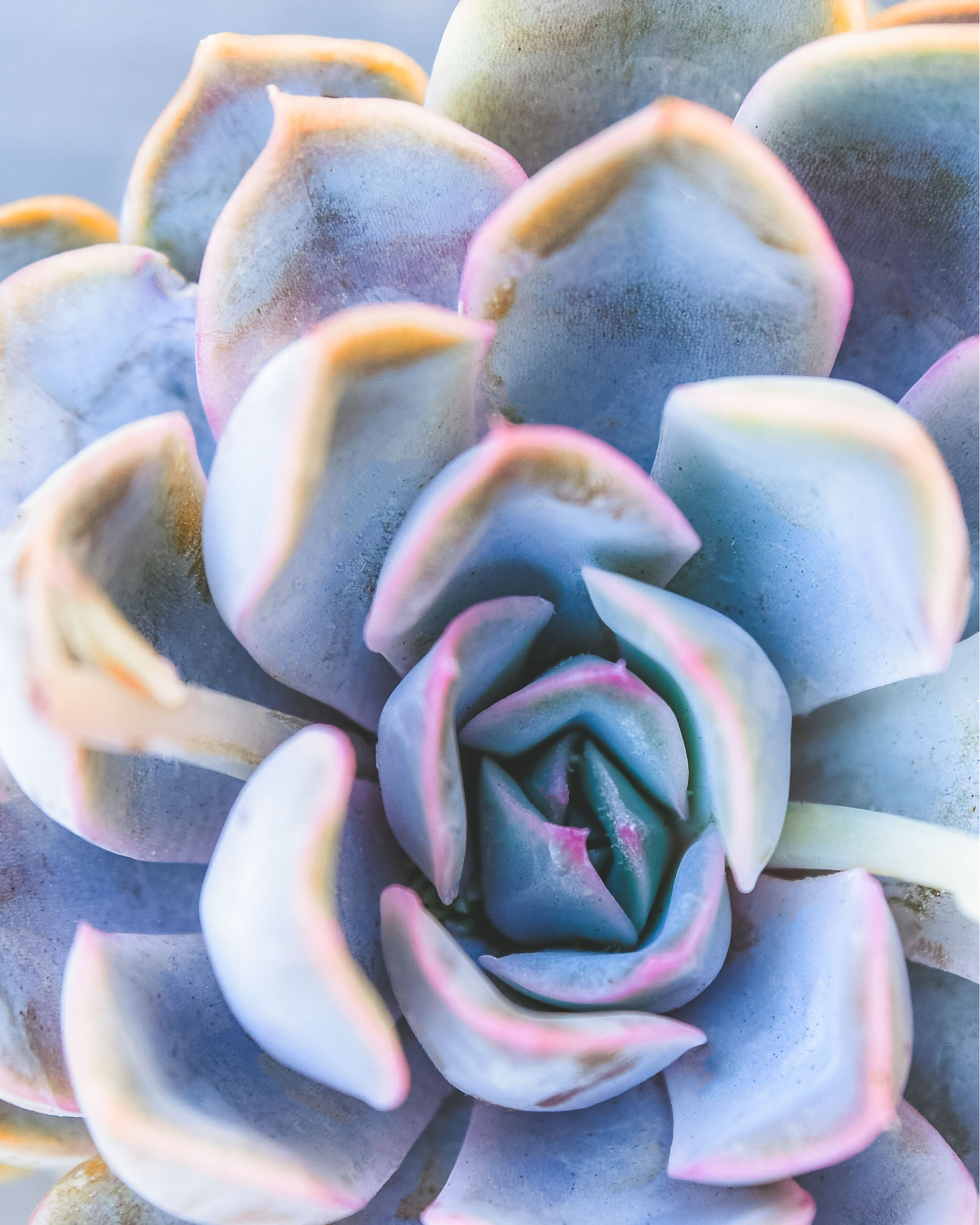 Succulent Studios: 💙📲 Download the periwinkle Echeveria wallpaper | Milled